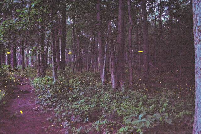 Congaree National Park announces details for 2022 Firefly viewing event ...