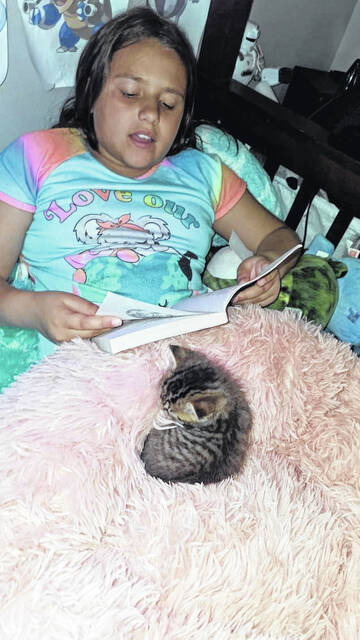 Fostering felines - Herald-Advocate